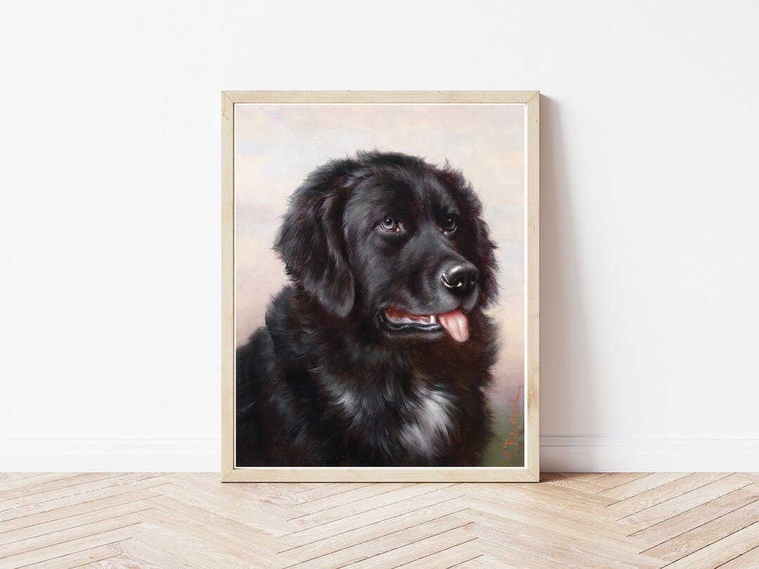 Newfoundland Dog Portrait Circa 1910 Oil Painting | Fine Art Print - Etsy