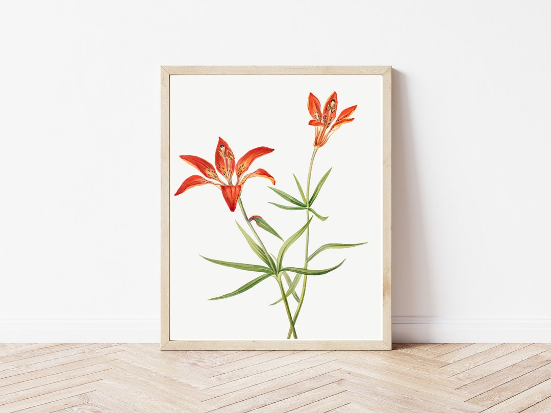 Lily Flower 1925 Botanical Lithograph Print | Fine Art Print - Etsy