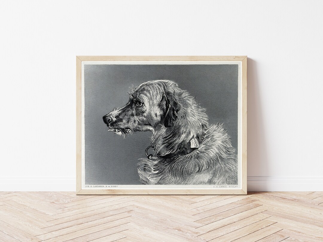 Scottish Deerhound Dog Portrait Circa 1850 Engraving Illustration ...