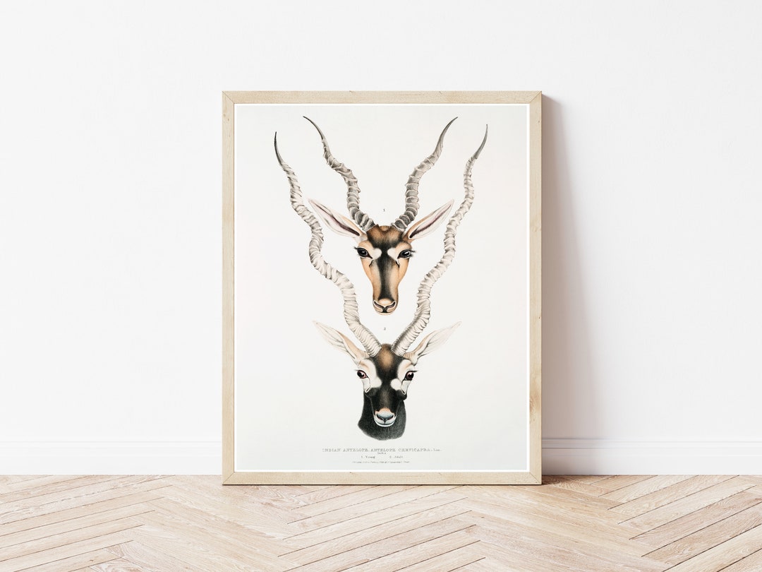 Antelope 1834 Lithograph Illustration | Fine Art Print - Etsy