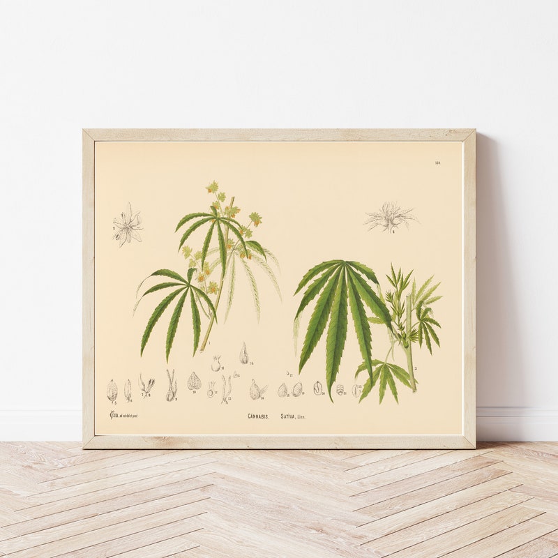 Marijuana Botanical Print - Etsy