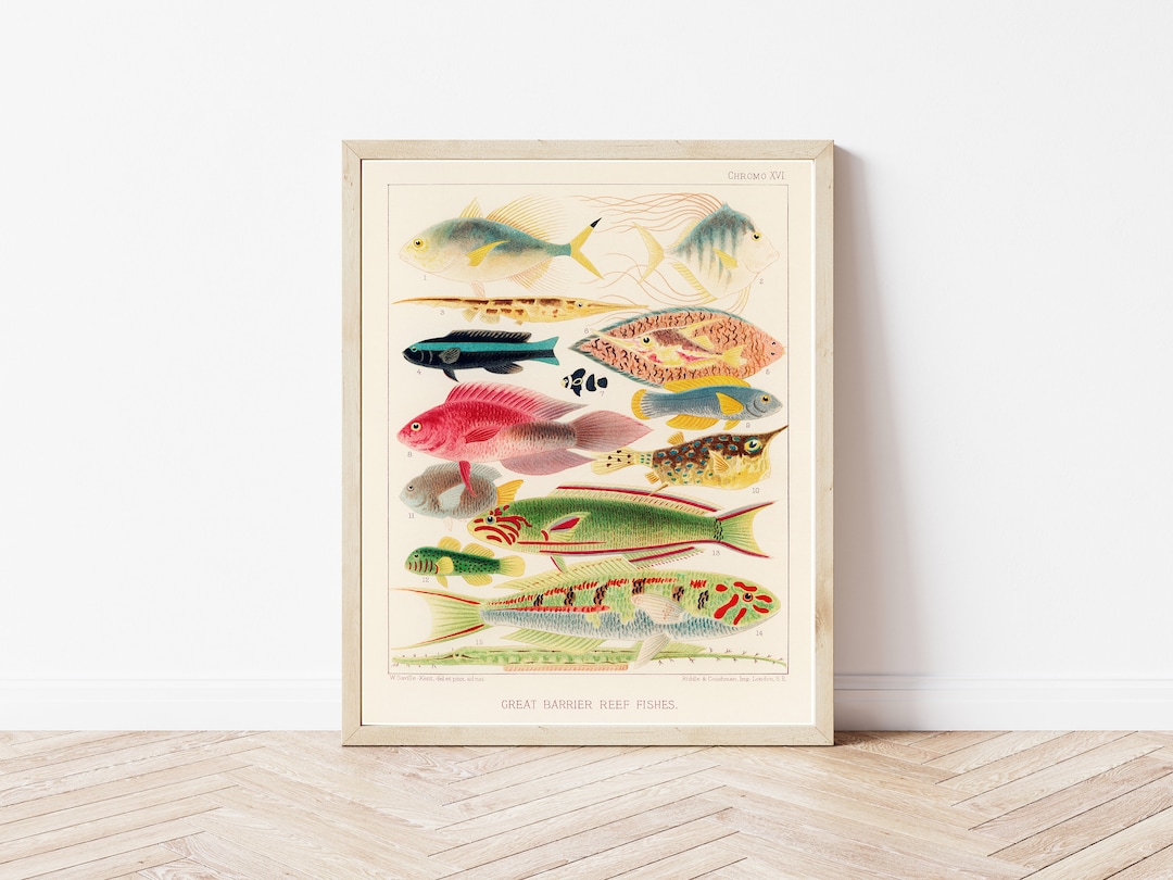 Tropical Fish Great Barrier Reef Australia 1893 Lithograph Illustration ...