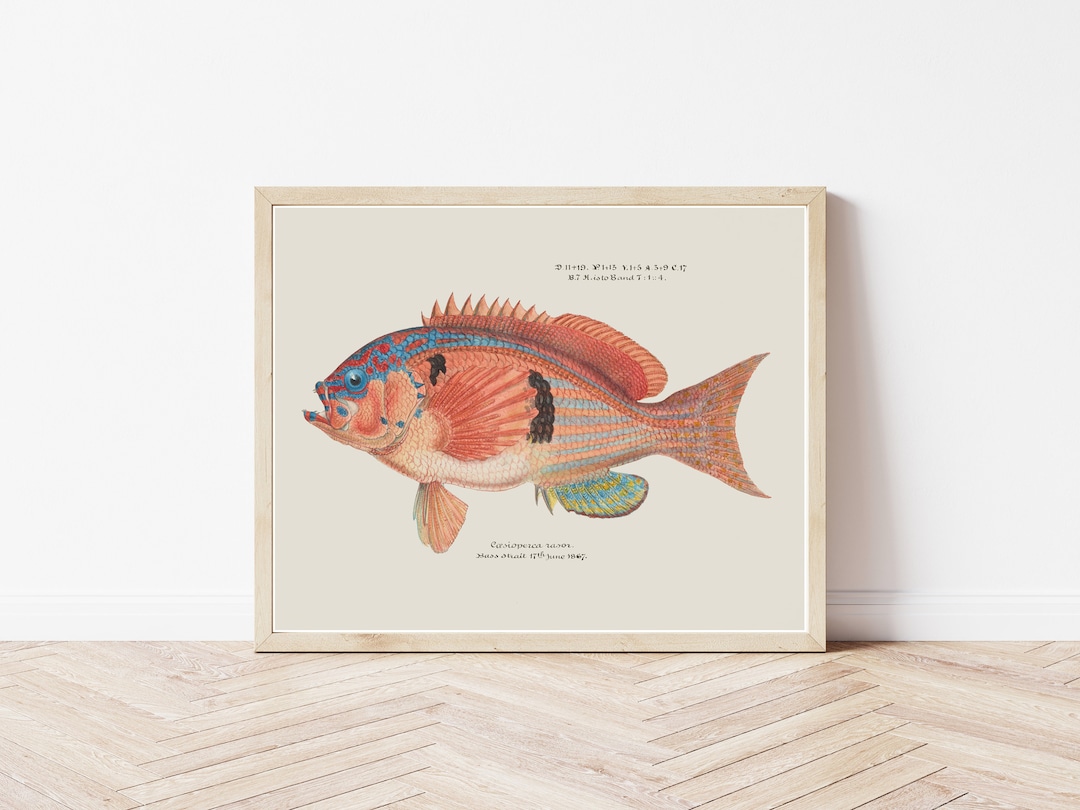 Tropical Fish 1867 Lithograph Illustration | Fine Art Print - Etsy