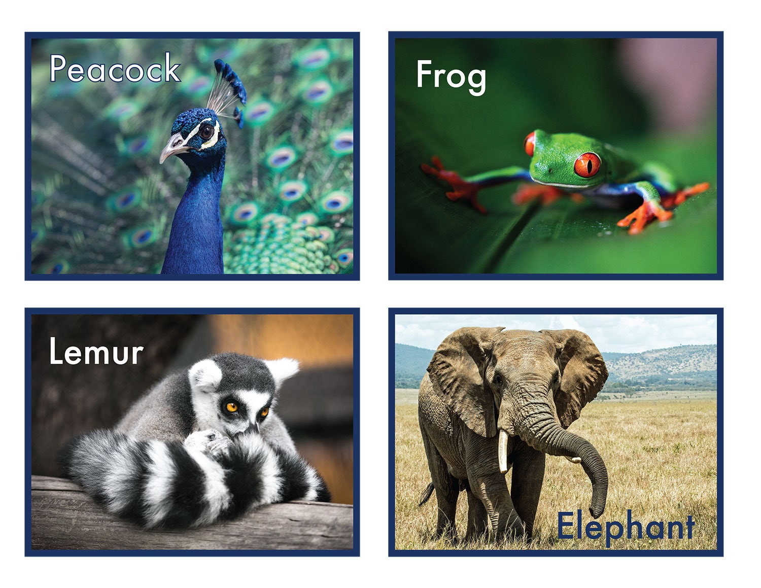 Printable Realistic Zoo Animal Flash Cards, Learning Cards - PDF ...