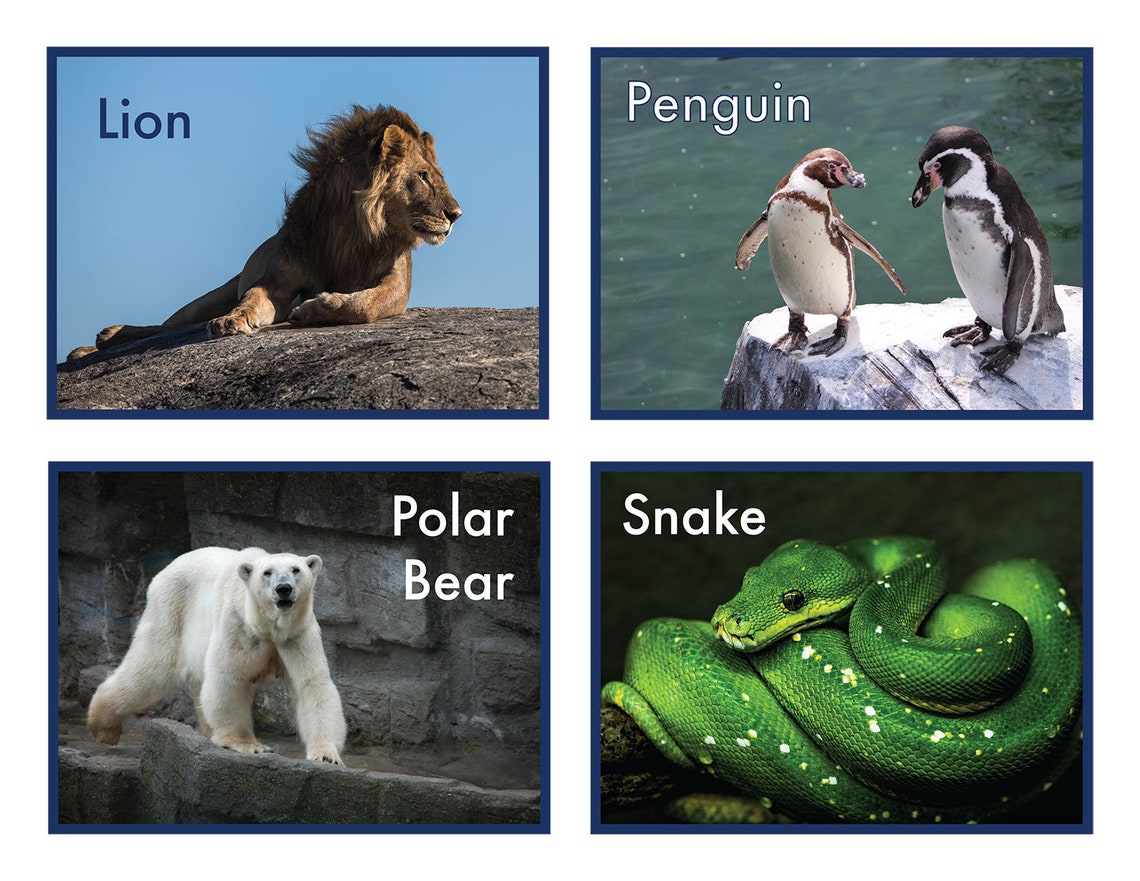 Printable Realistic Zoo Animal Flash Cards, Learning Cards - PDF ...