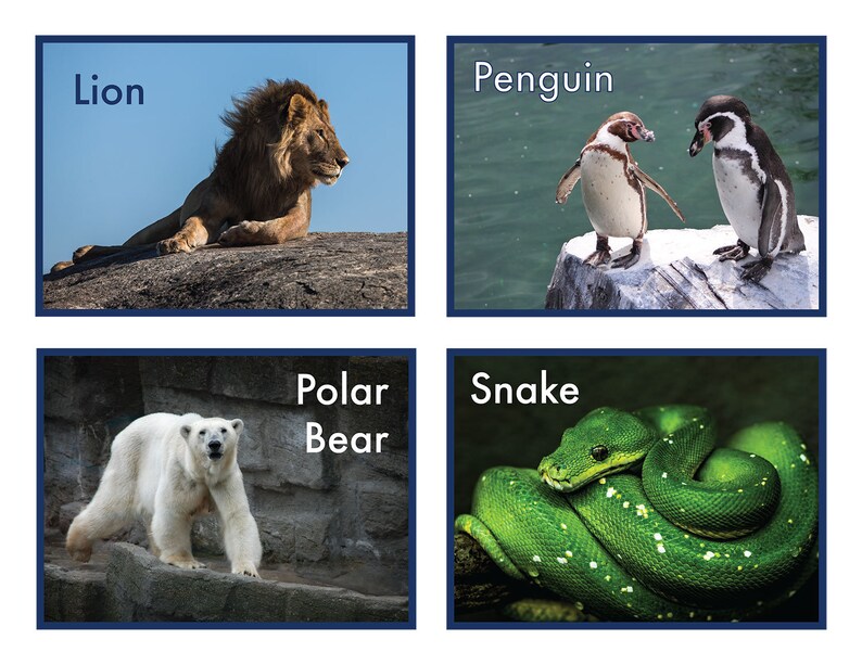 Printable Realistic Zoo Animal Flash Cards, Learning Cards - PDF ...