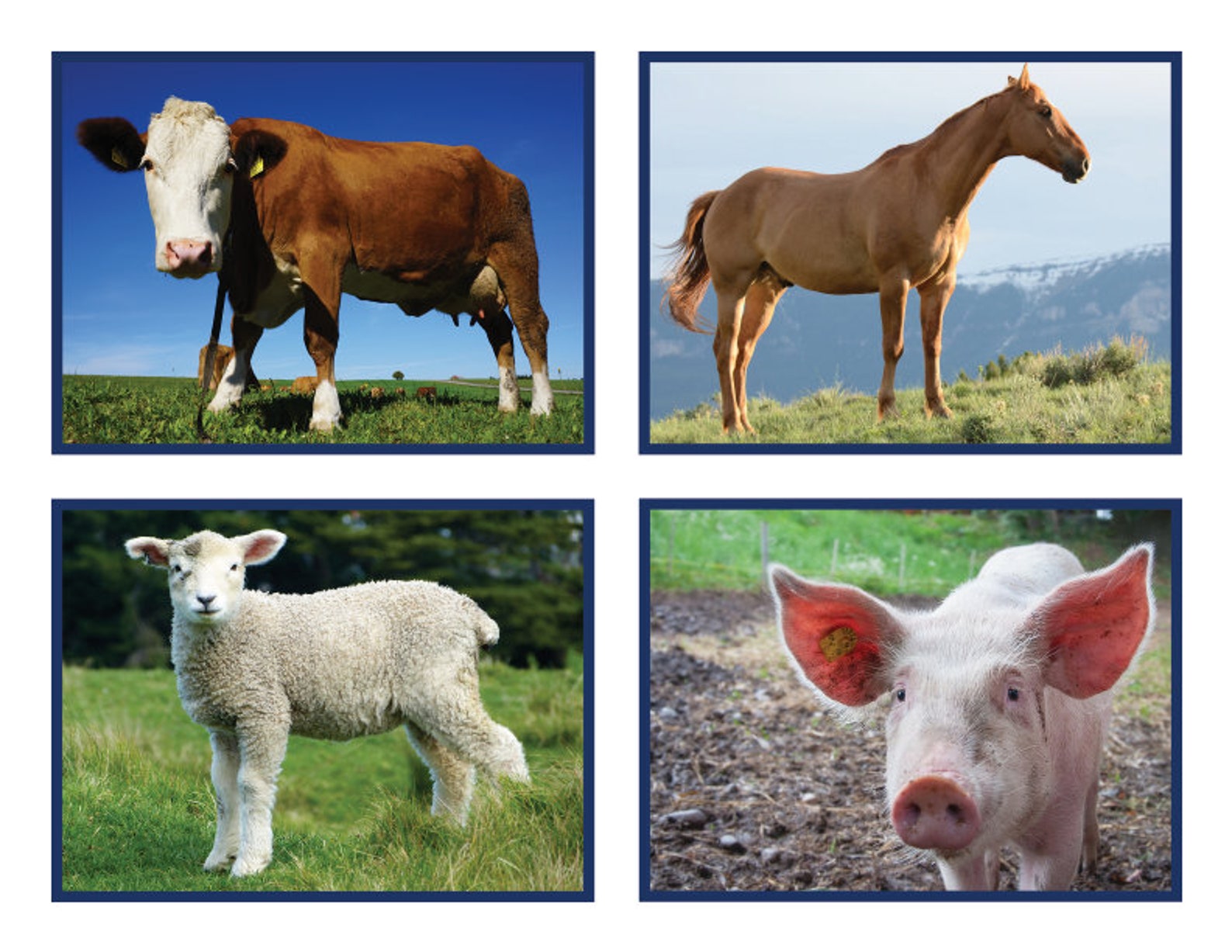 Printable Realistic Farm Animal Flash Cards, Learning Cards - PDF ...