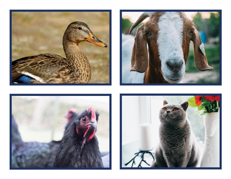 Printable Realistic Farm Animal Flash Cards, Learning Cards - PDF ...
