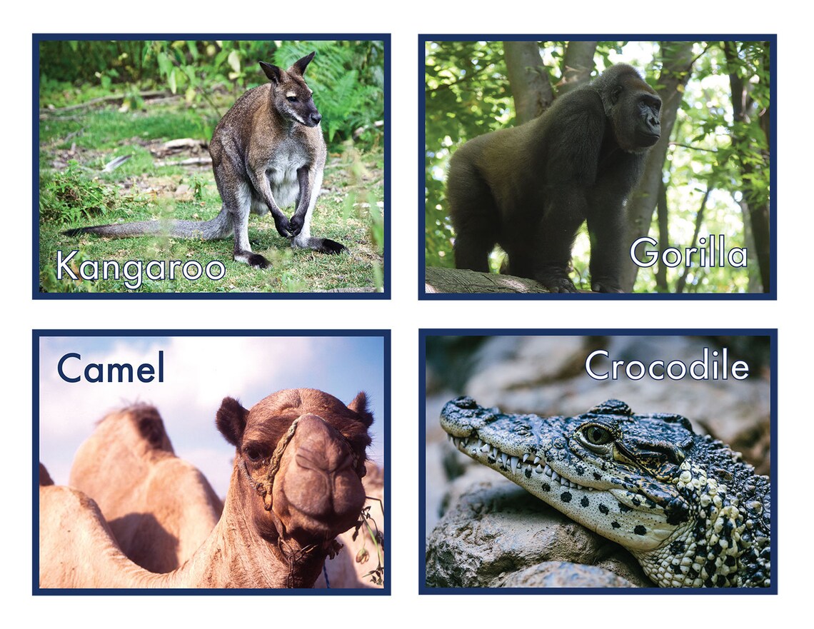 Printable Realistic Zoo Animal Flash Cards, Learning Cards - PDF ...