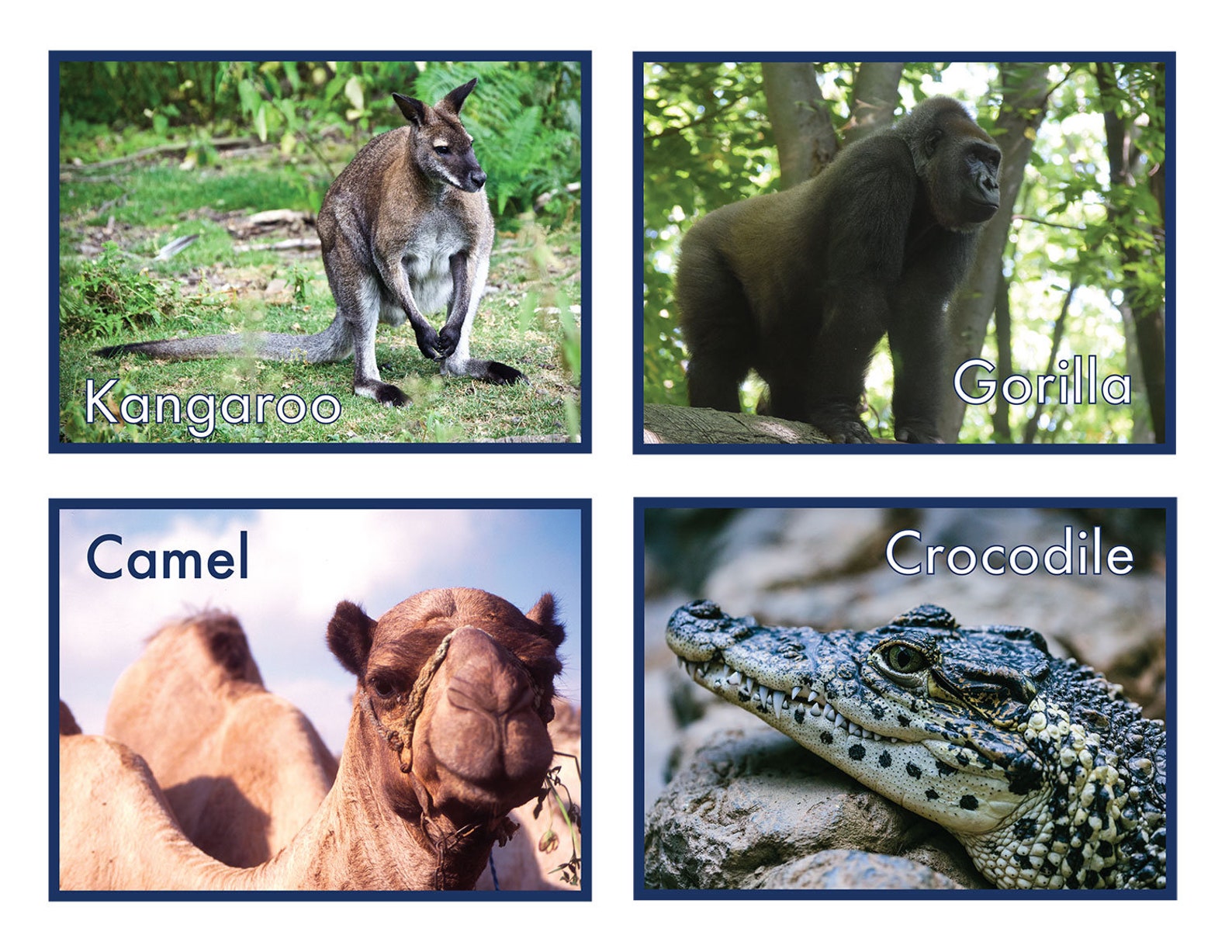 Printable Realistic Zoo Animal Flash Cards, Learning Cards - PDF ...