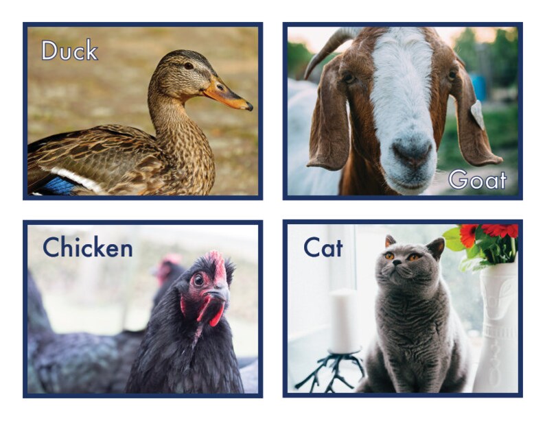 Printable Realistic Farm Animal Flash Cards, Learning Cards - PDF ...