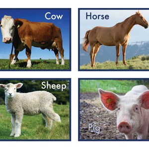 Printable Realistic Farm Animal Flash Cards, Learning Cards - PDF ...