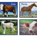 Printable Realistic Farm Animal Flash Cards, Learning Cards - PDF ...