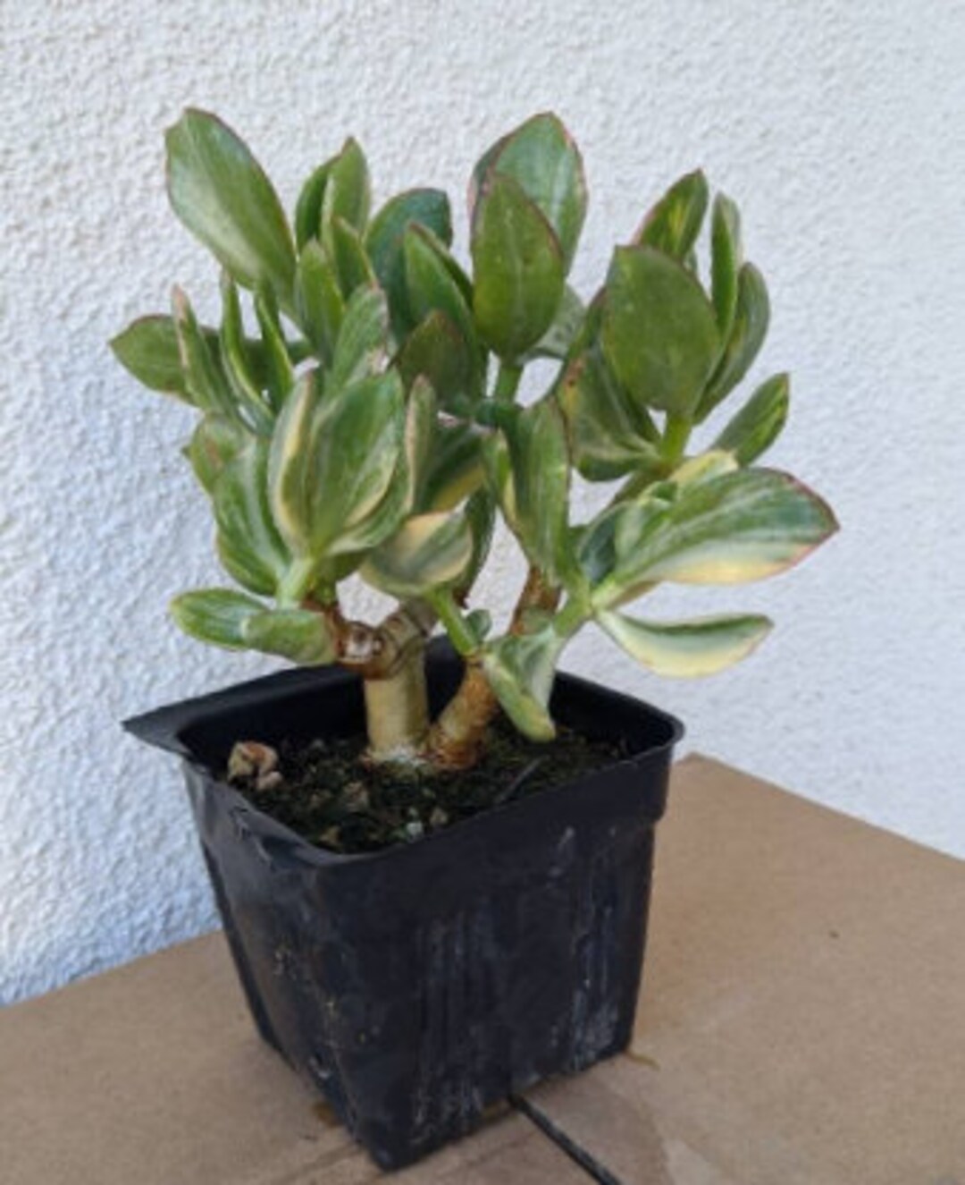 Crassula Argentea
