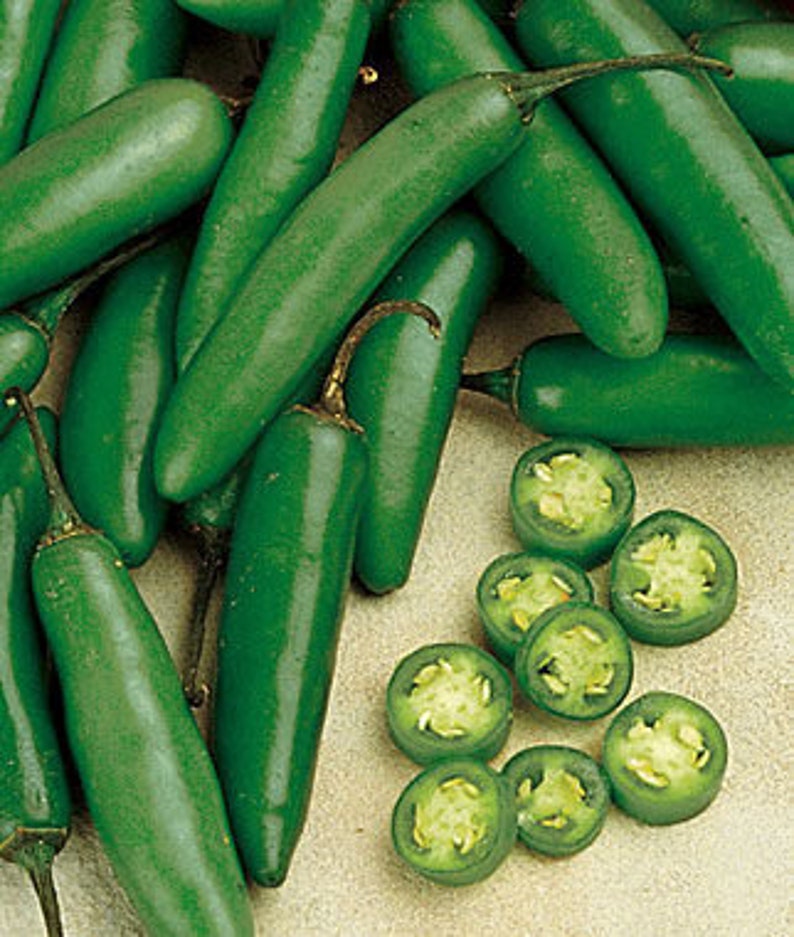 Serrano Pepper Plant 1 Well Established Vegetable Plants in 4 Pot Hot ...