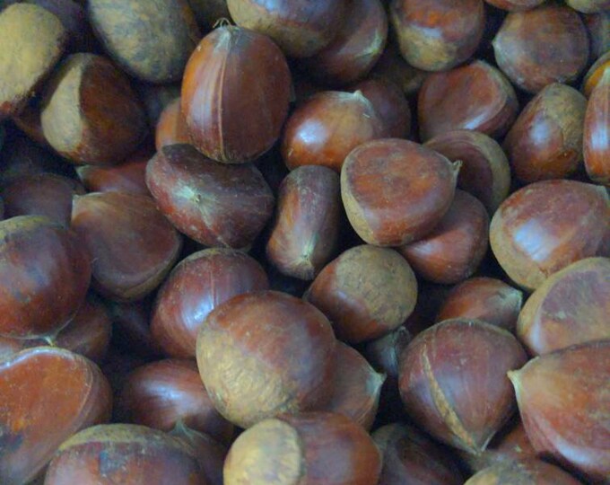 Fresh Raw Chestnuts, Good Size 2 Pound, Priority Mail Shipping Included ...