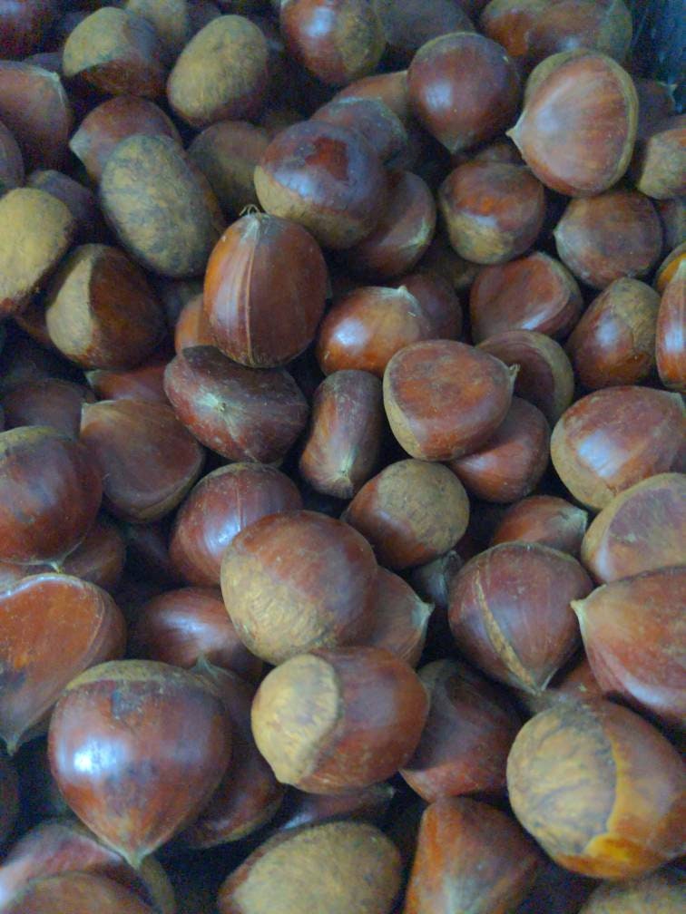 Raw Chinese Chestnuts - Etsy