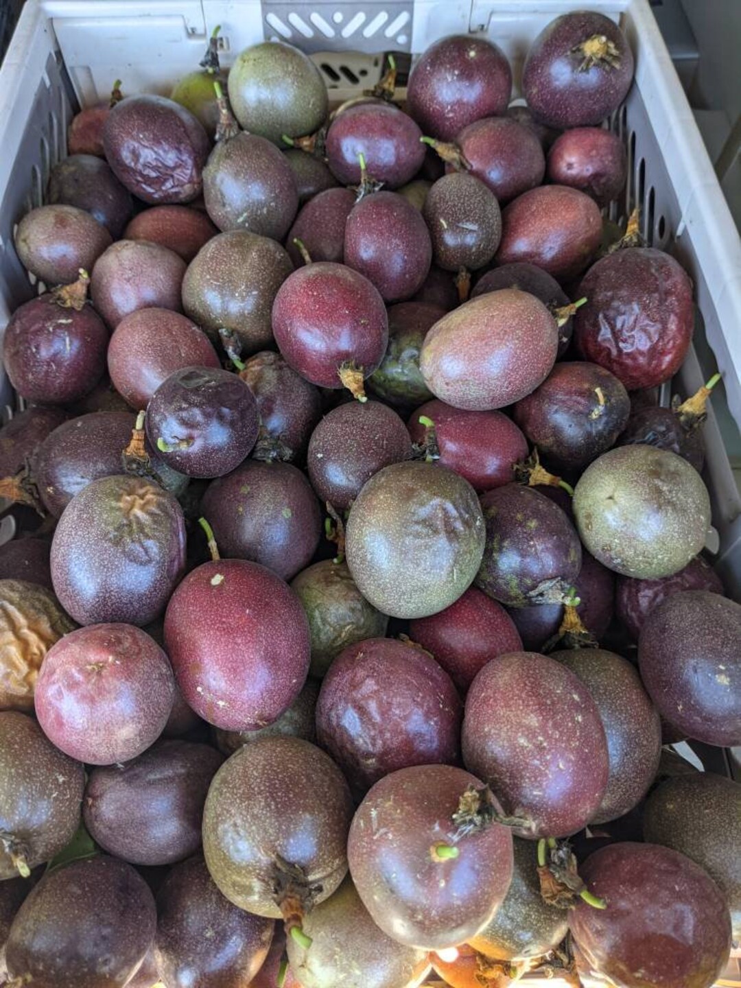 Fresh Purple Passion Fruits, 5 Pounds 30 to 40 Ea - Etsy