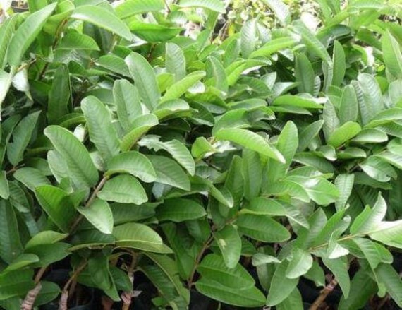 100 GUAVA Leaves Naturally Grown FRESHLY PICKED to Order - Etsy