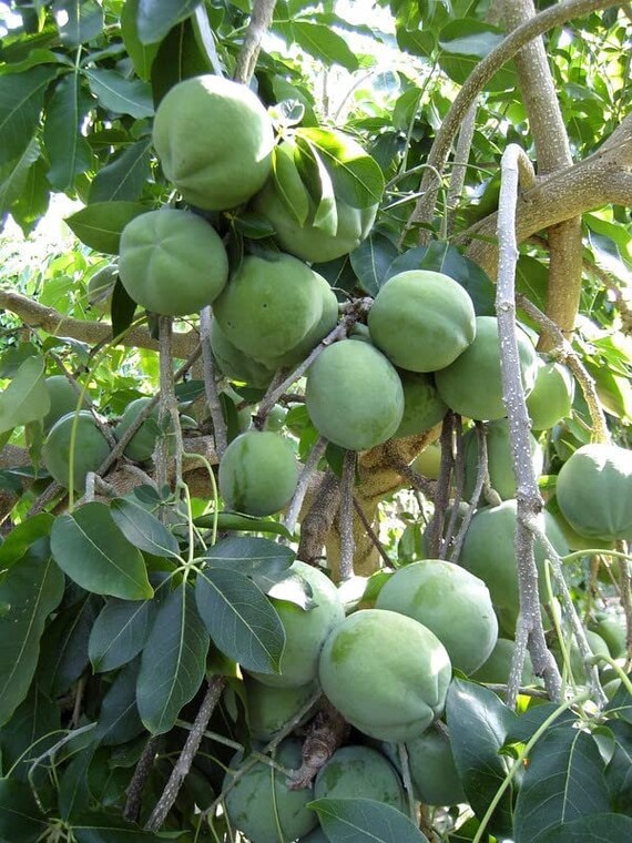 Sapote Tree