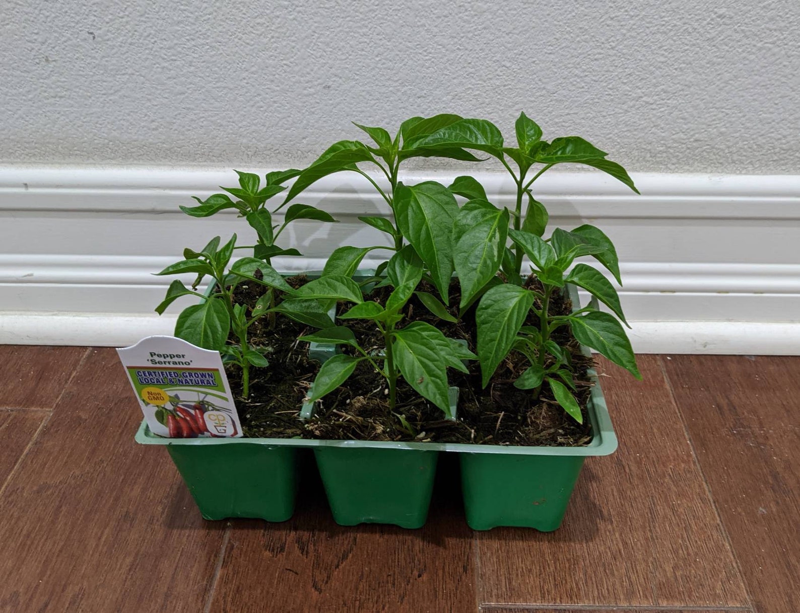 Serrano Pepper Plant 1 Well Established Vegetable Plants in 4 Pot Hot ...