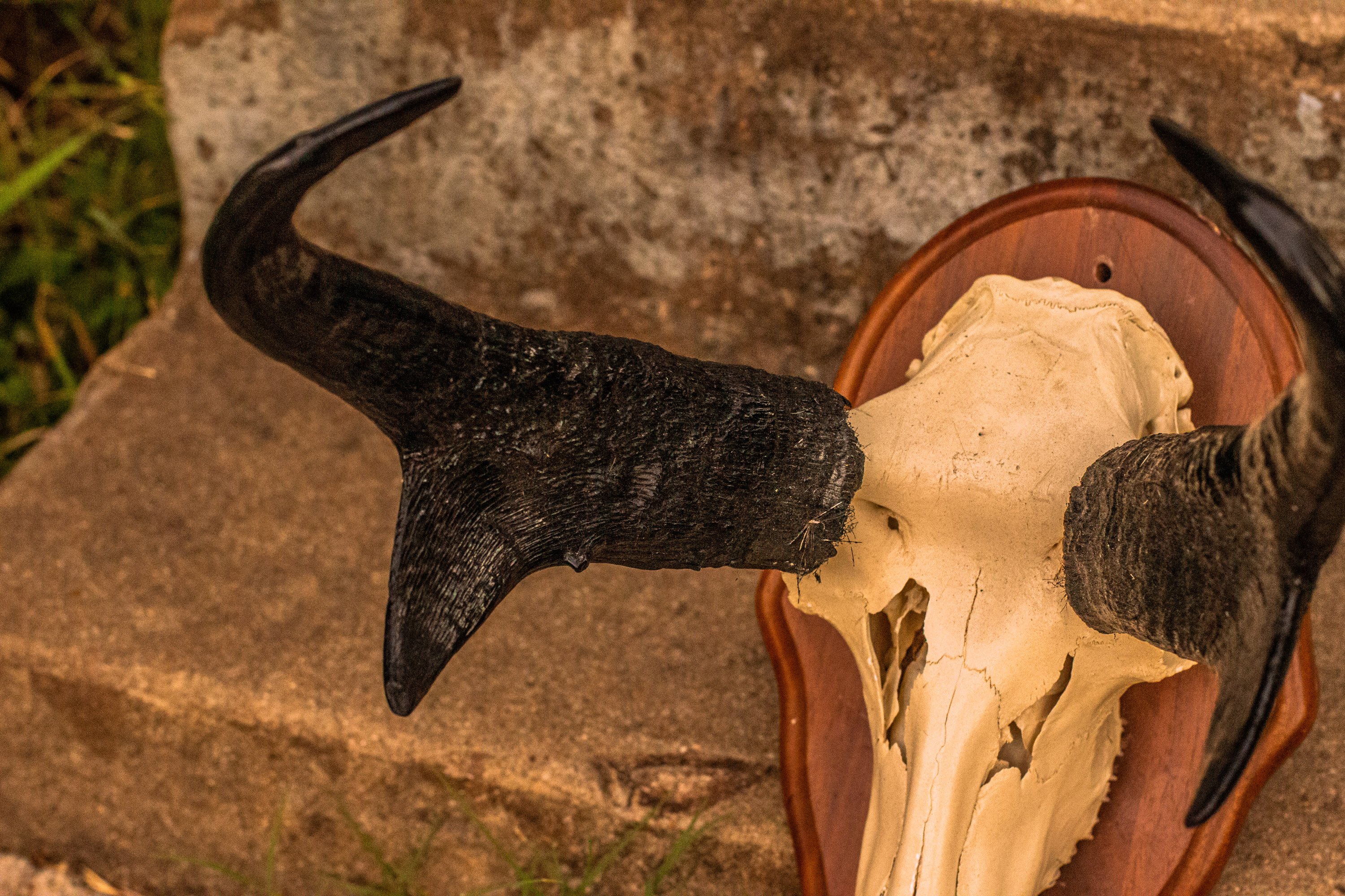 Pronghorn Antelope Skull