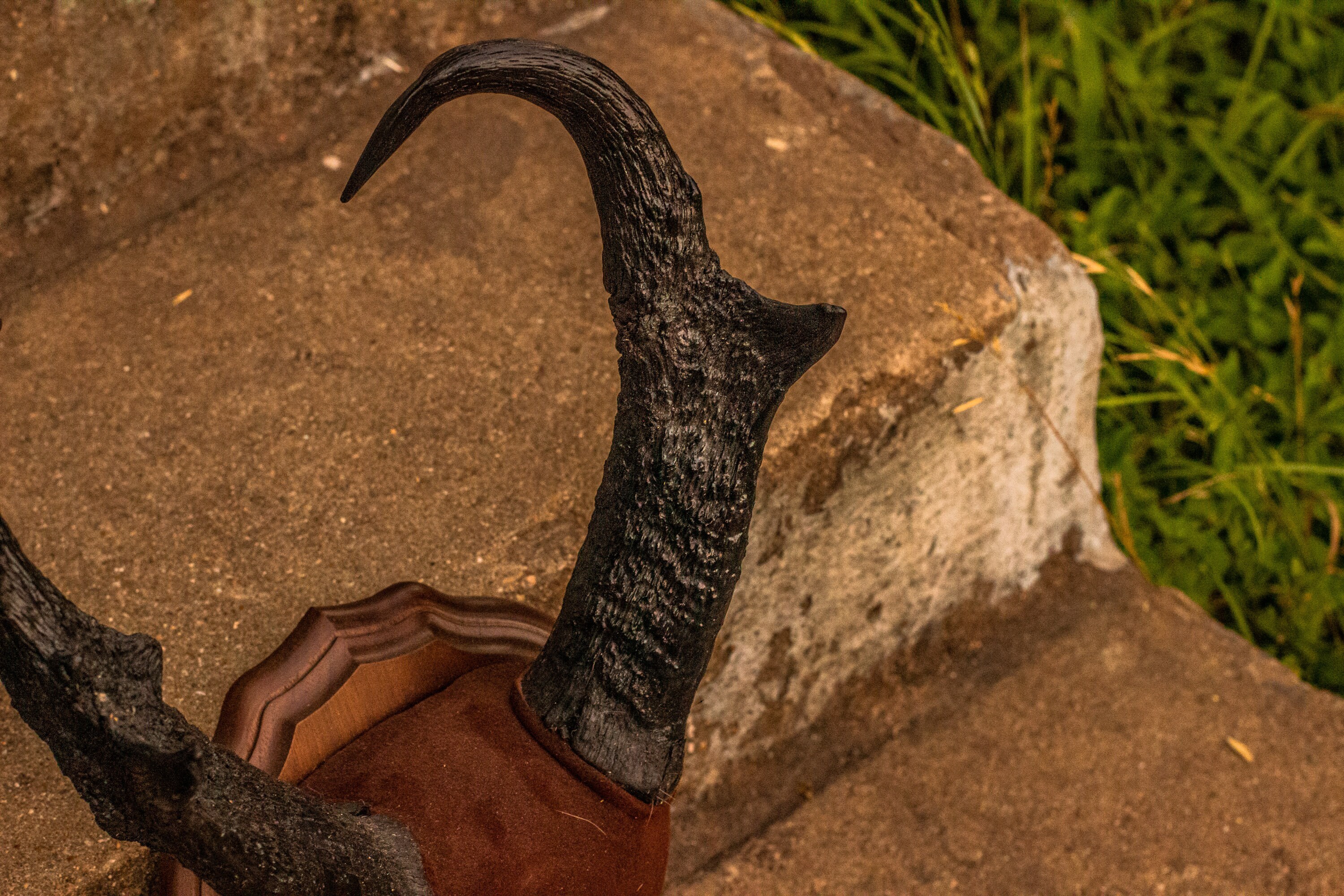 Large Vintage Pronghorn Antelope Horns Mount / Farmhouse / Taxidermy ...