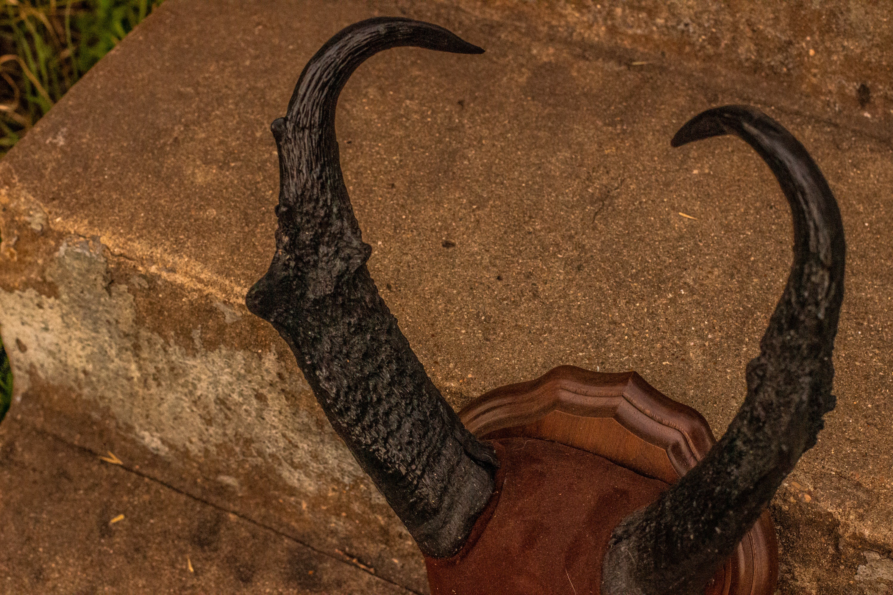 Large Vintage Pronghorn Antelope Horns Mount / Farmhouse / Taxidermy ...