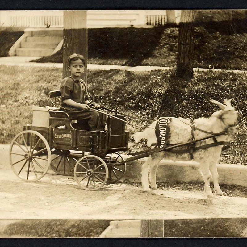 Goat Cart - Etsy