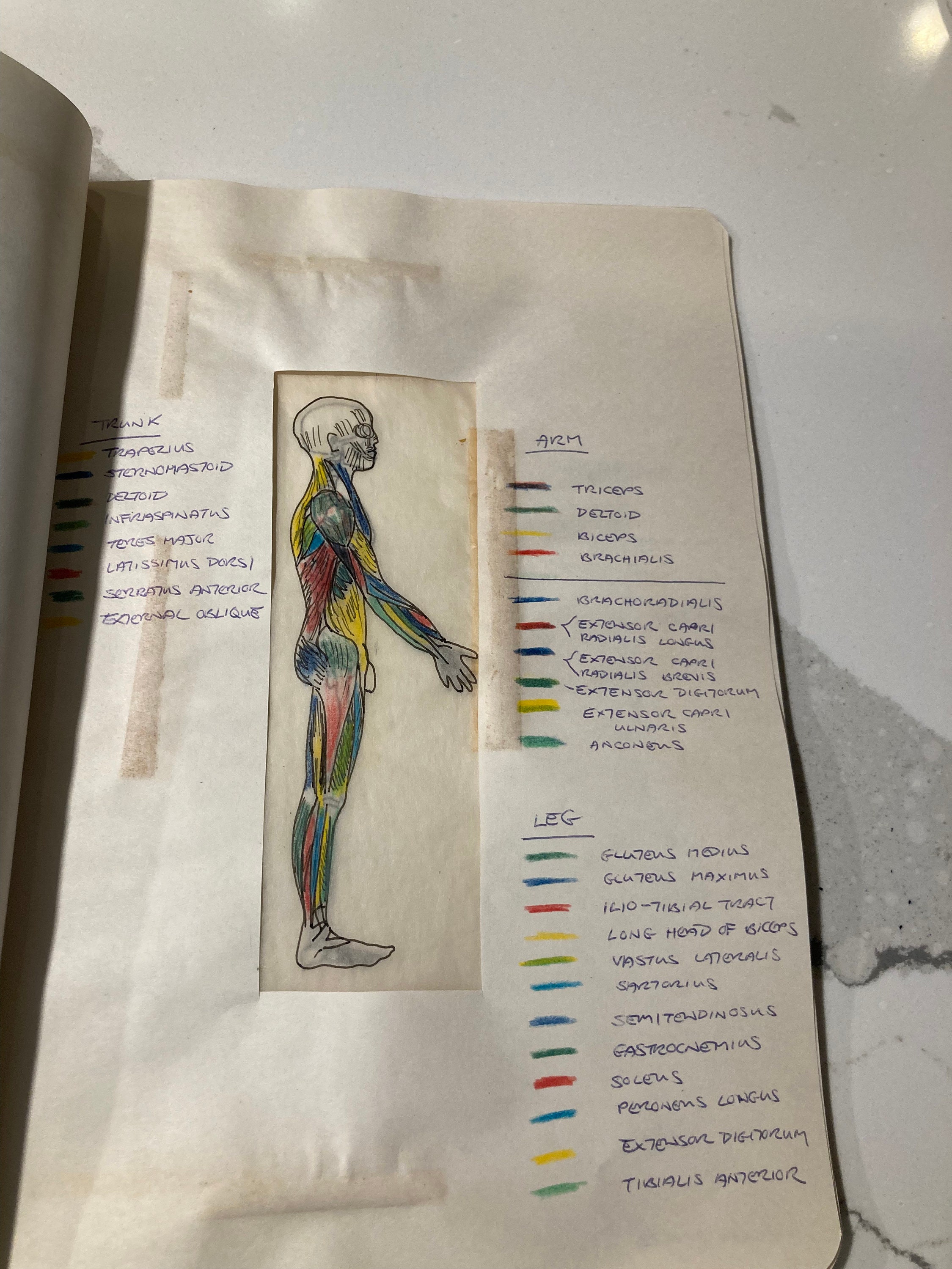 Vintage C1960s-1970s Handmade Ink & Colored Pencil Medical School ...