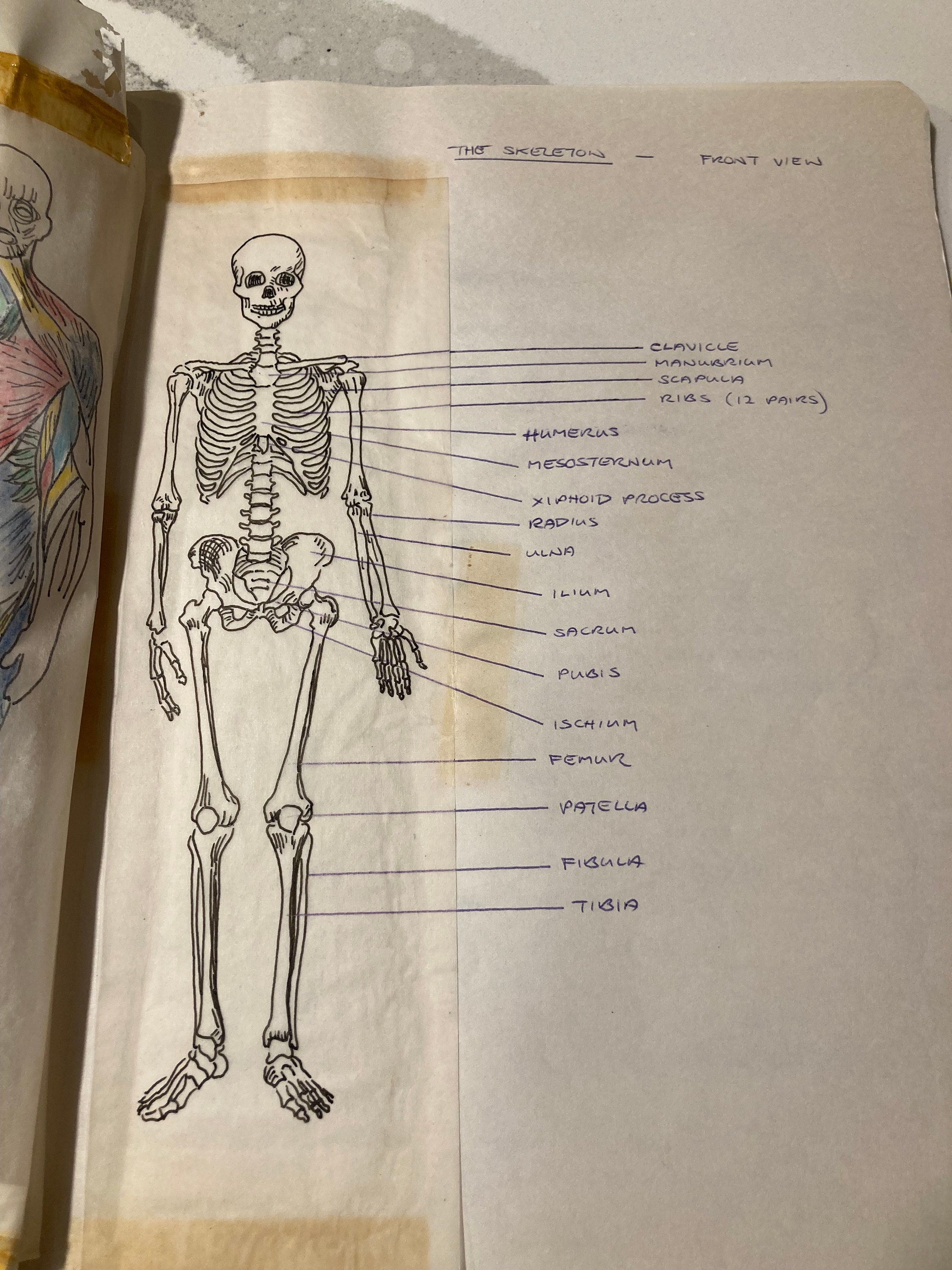 Vintage C1960s-1970s Handmade Ink & Colored Pencil Medical School ...