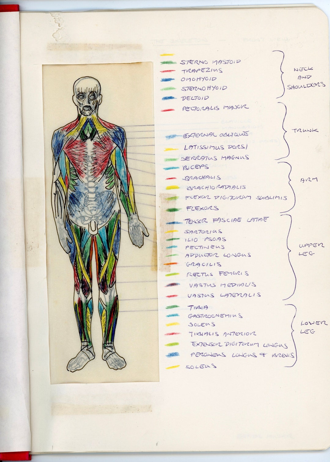 Vintage C1960s-1970s Handmade Ink & Colored Pencil Medical School ...