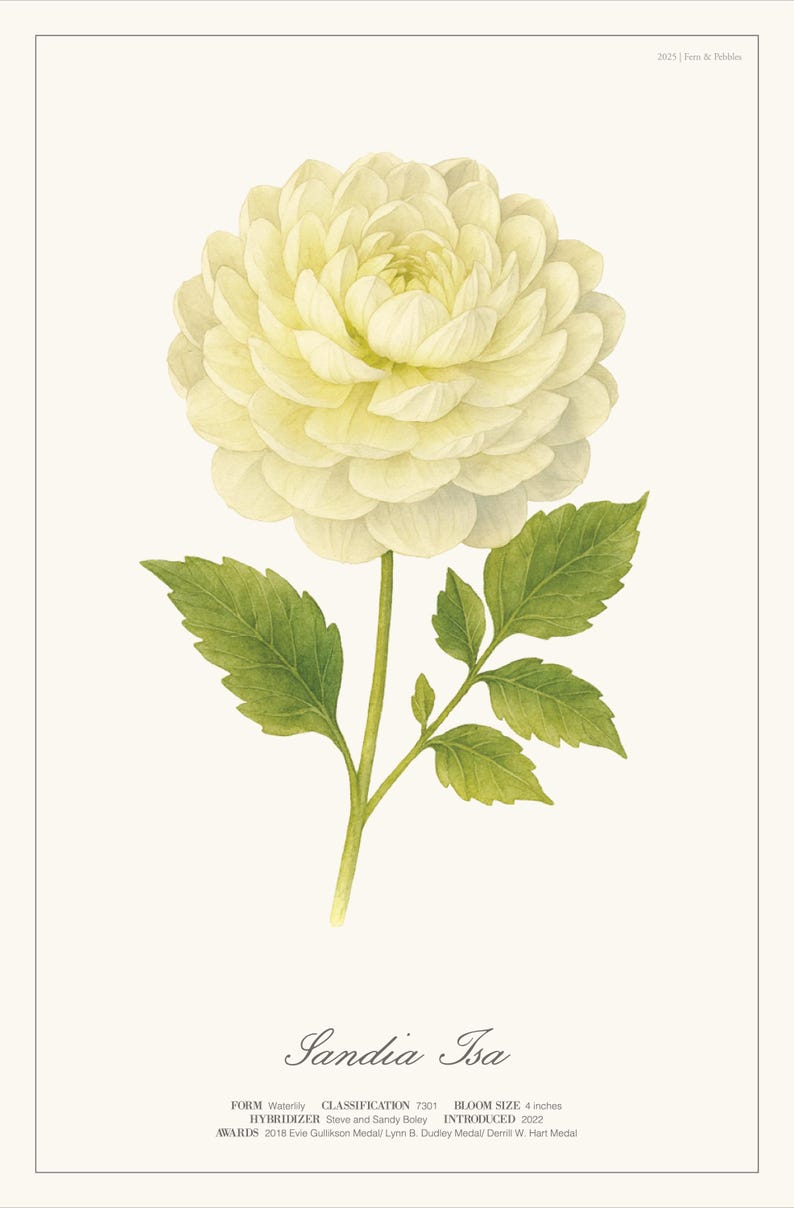 Dahlia Sandia Isa Botanical Print Poster - PHYSICAL PRINT - Etsy