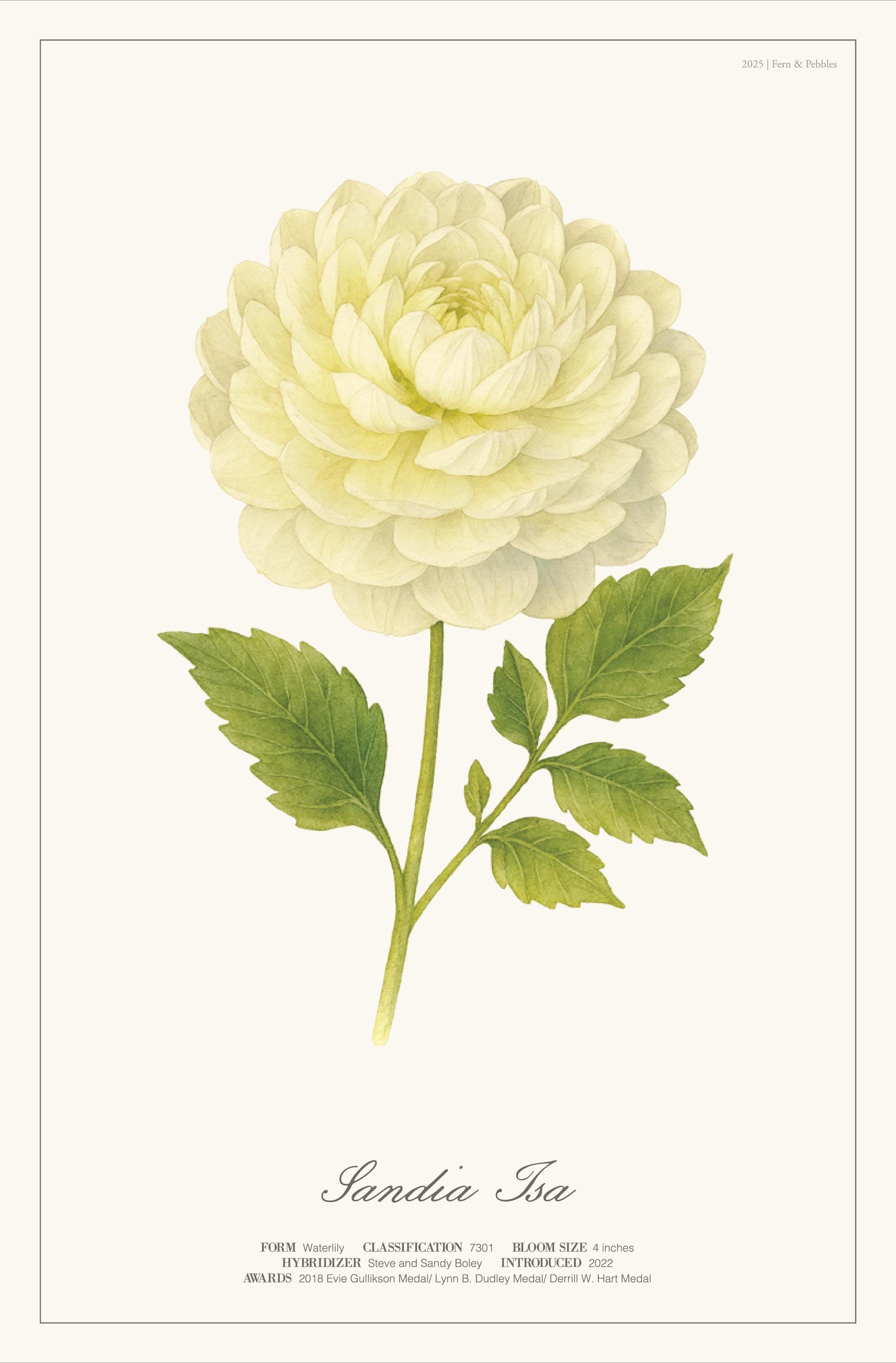 Dahlia Sandia Isa Botanical Print Poster - PHYSICAL PRINT - Etsy