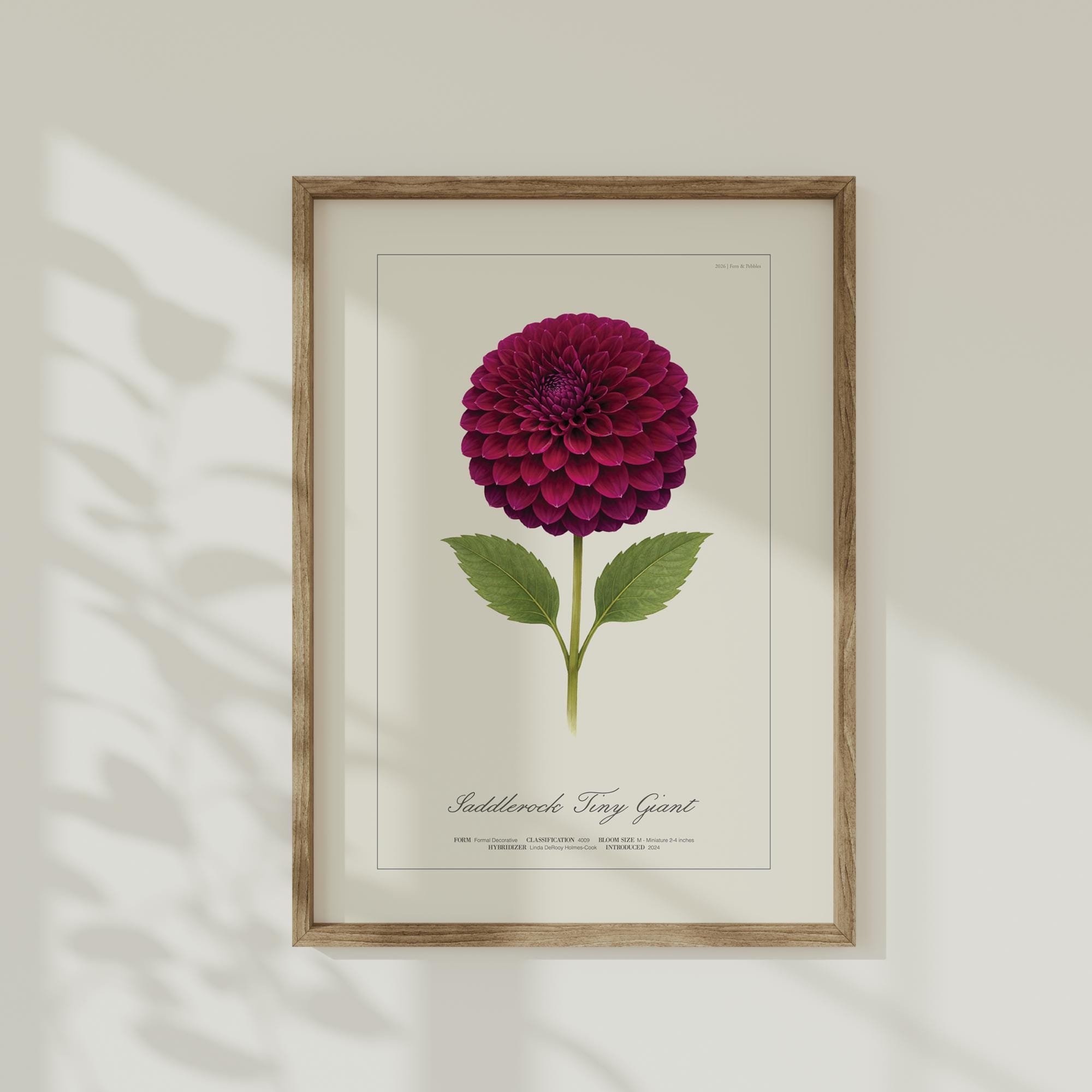 Dahlia Saddlerock Tiny Giant Botanical Print Poster - PHYSICAL PRINT - Etsy