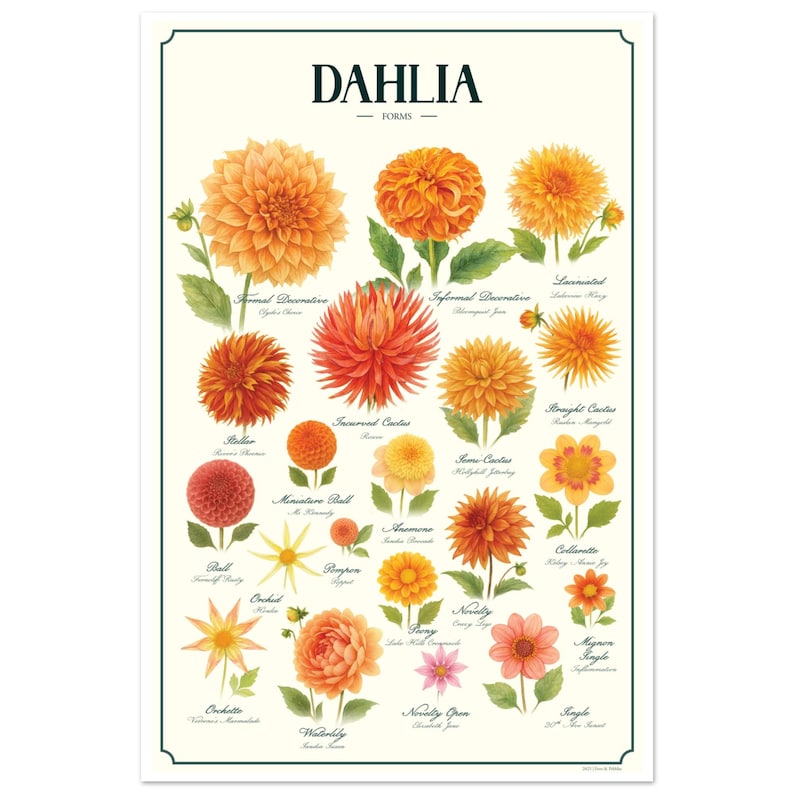 Dahlia Forms Botanical Print, Dahlia Wall Art, Flower Poster, Botanical ...