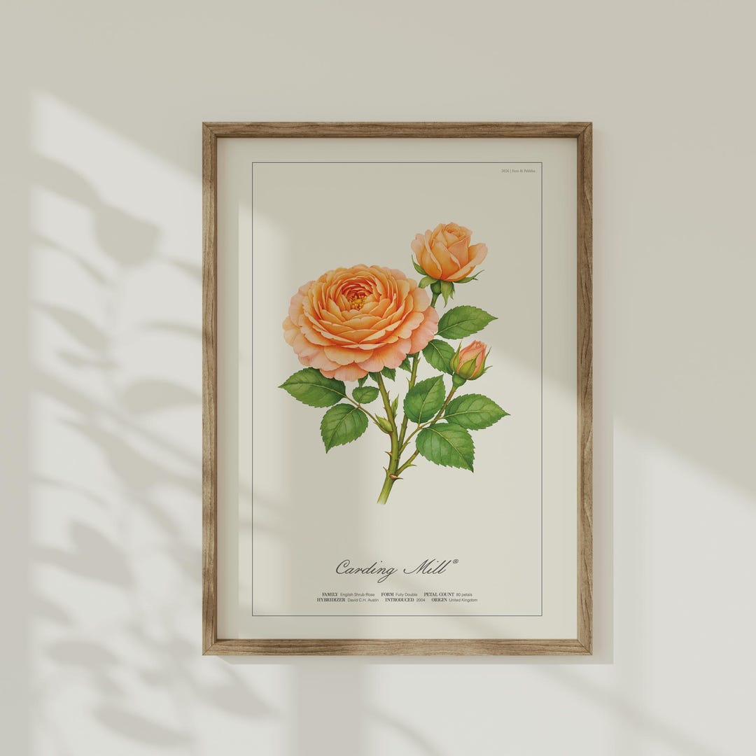 Rose Carding Mill® Botanical Print Poster - PHYSICAL PRINT - Etsy