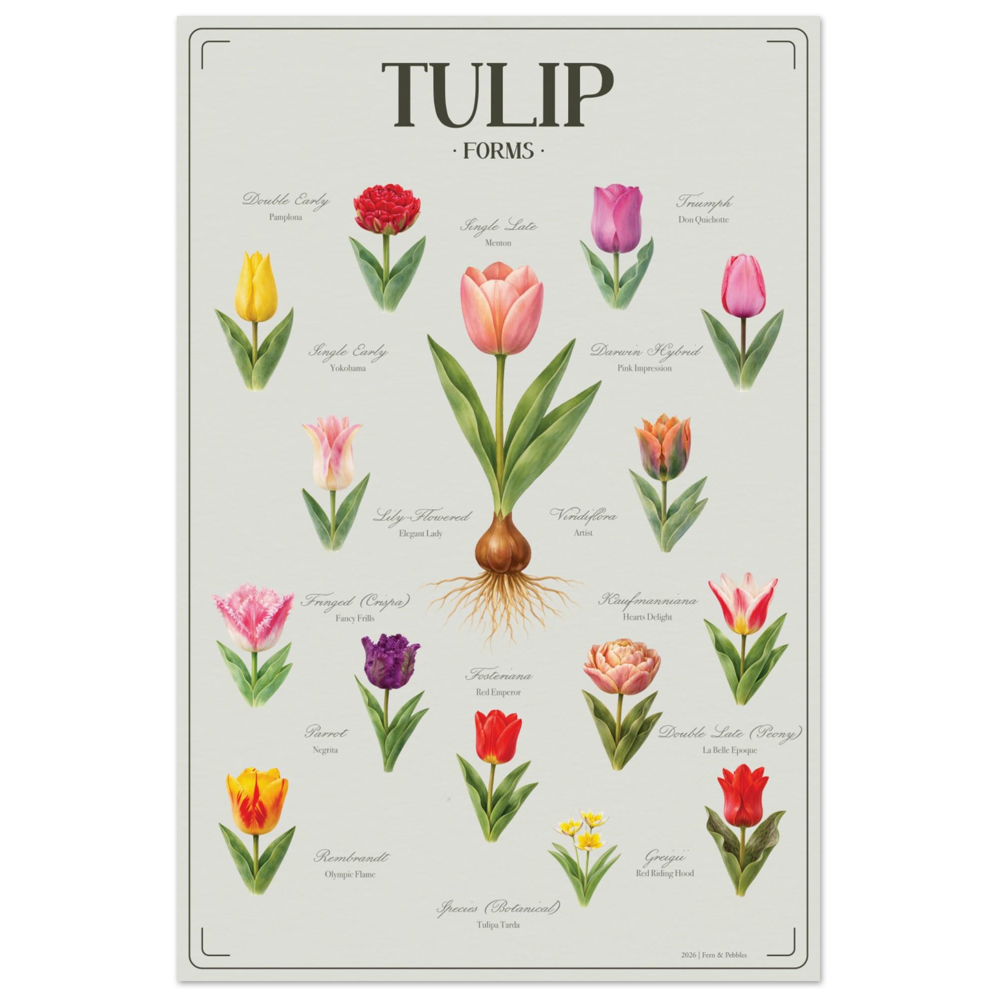 Tulip Forms Botanical Print, Dahlia Wall Art, Flower Poster, Botanical ...