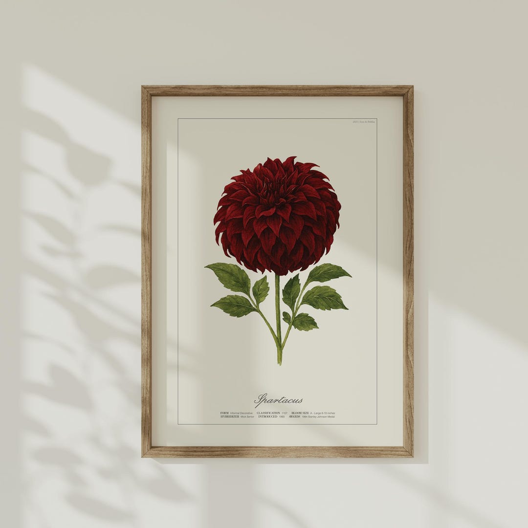 Dahlia Spartacus Botanical Print Poster - PHYSICAL PRINT - Etsy