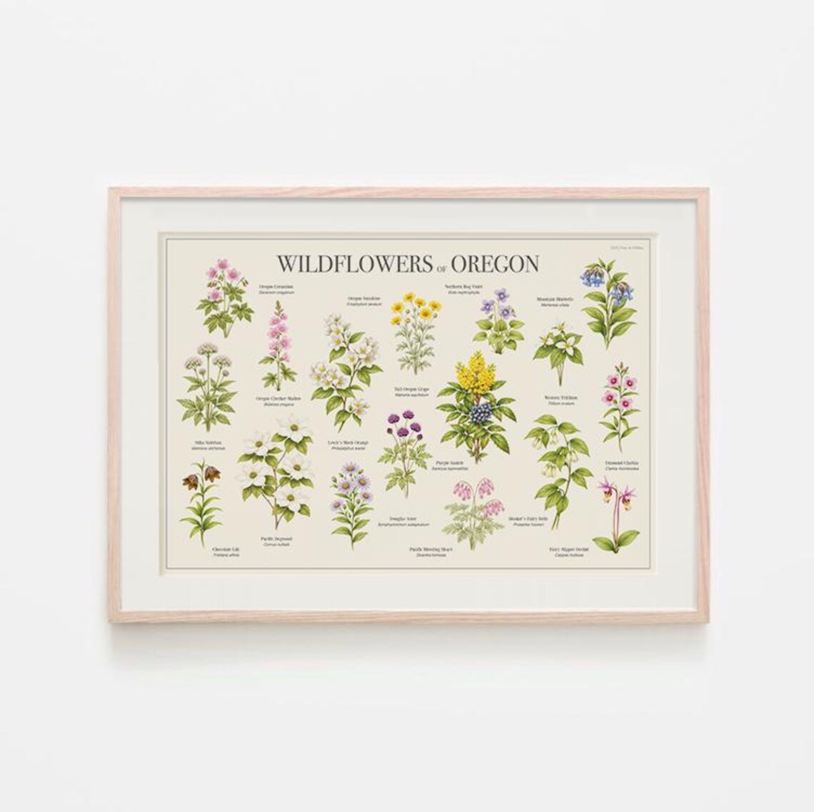 Wildflowers of Oregon Botanical Print, Wildflower Wall Art, Flower ...