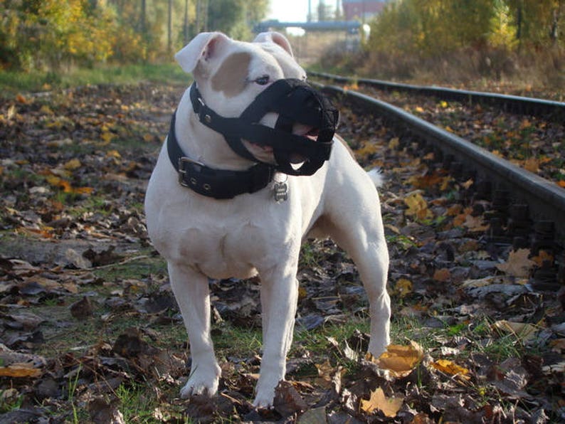 Pitbull Amstaff museruola muso del cane cinghie di nylon - Etsy Italia