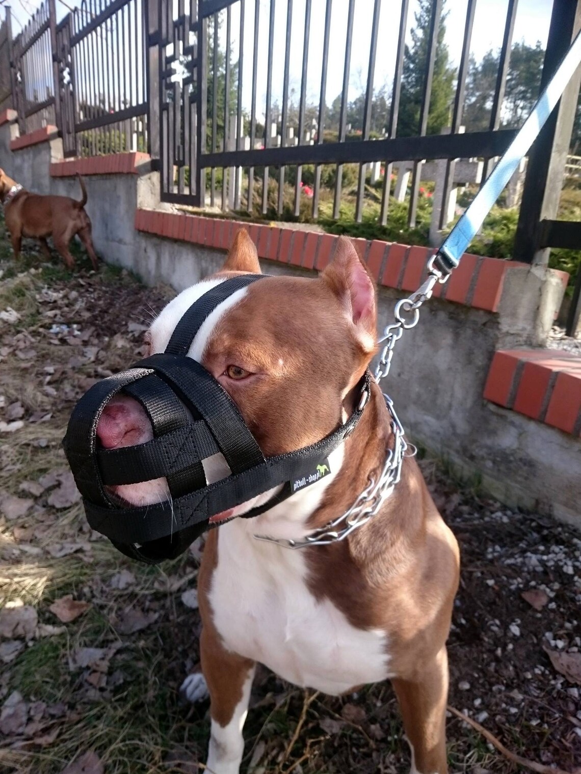 Pitbull Amstaff Muzzle With an Additional Strap Dog Muzzle - Etsy