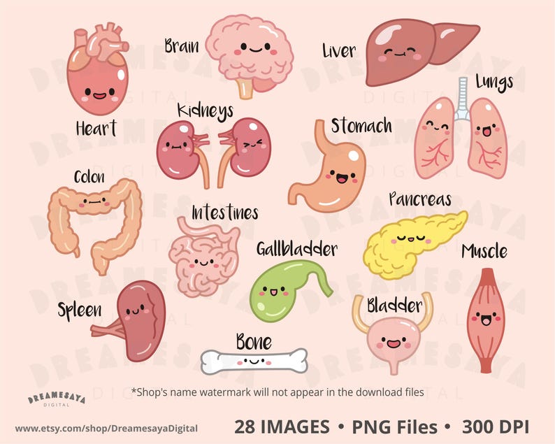 Human Organs PNG Clip Art Pack of Cute Cartoon Internal Body Parts ...