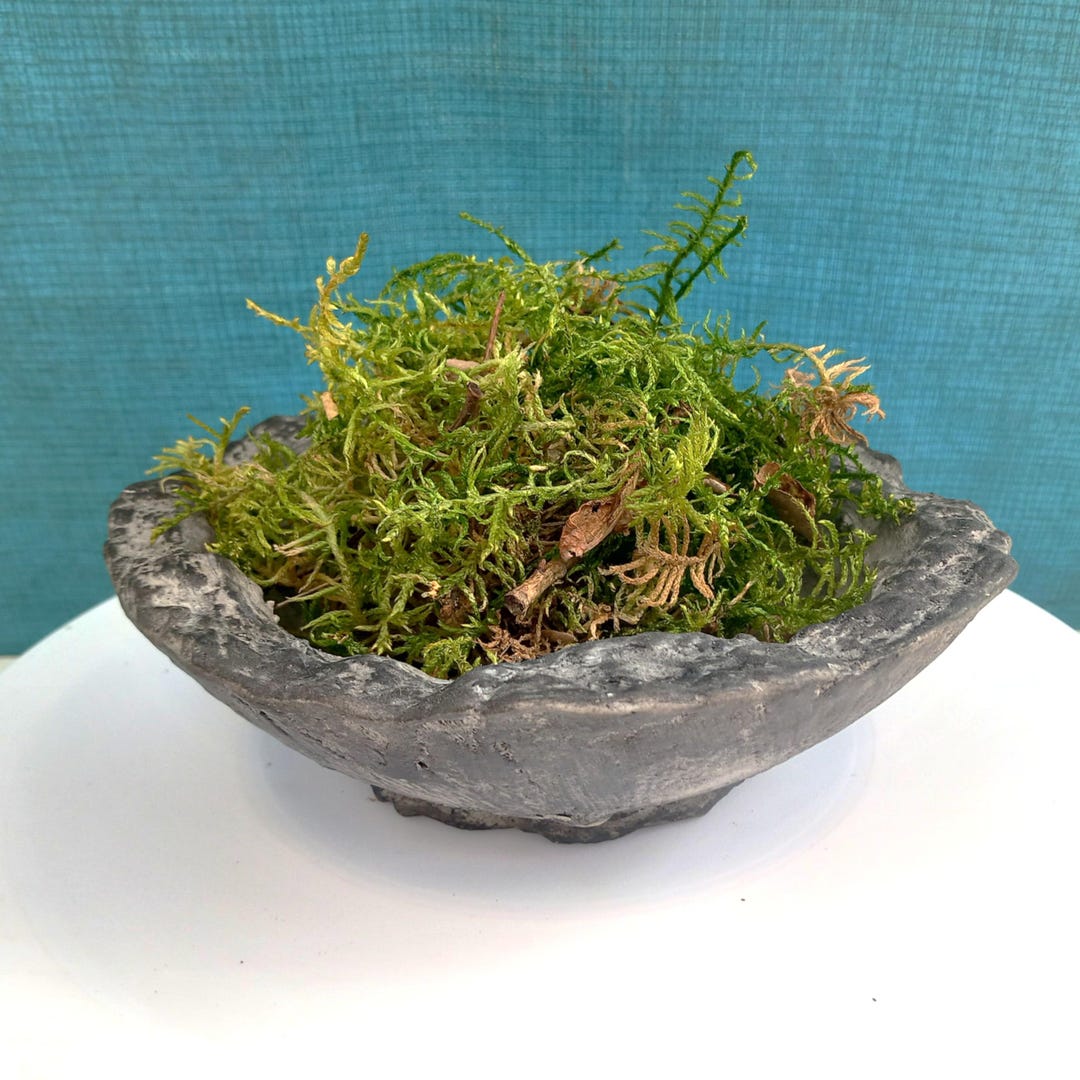 Kokedama Saucer, Kokedama Stand - Etsy