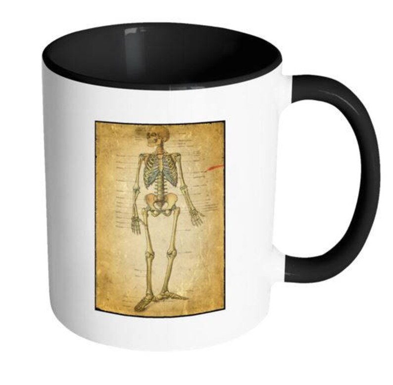 Vintage Anatomical Image on Coffee Mug, the Skeletal System Anatomy ...