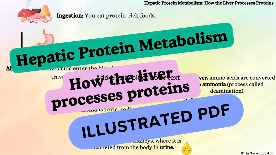 Hepatic Protein Metabolism: How the Liver Processes Proteins! - Etsy