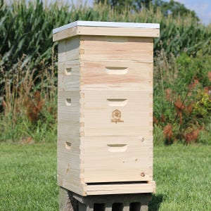 Bee Hive 10 Frame Langstroth 2 Deep Brood Boxes & 2 Medium Super Boxes ...
