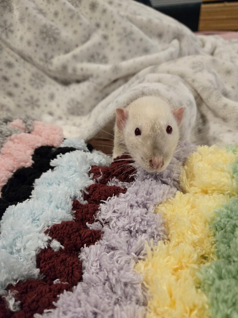 Hand Knit Taylor Swift Eras Tour Pet Blanket/bed/hammock Perfect for ...