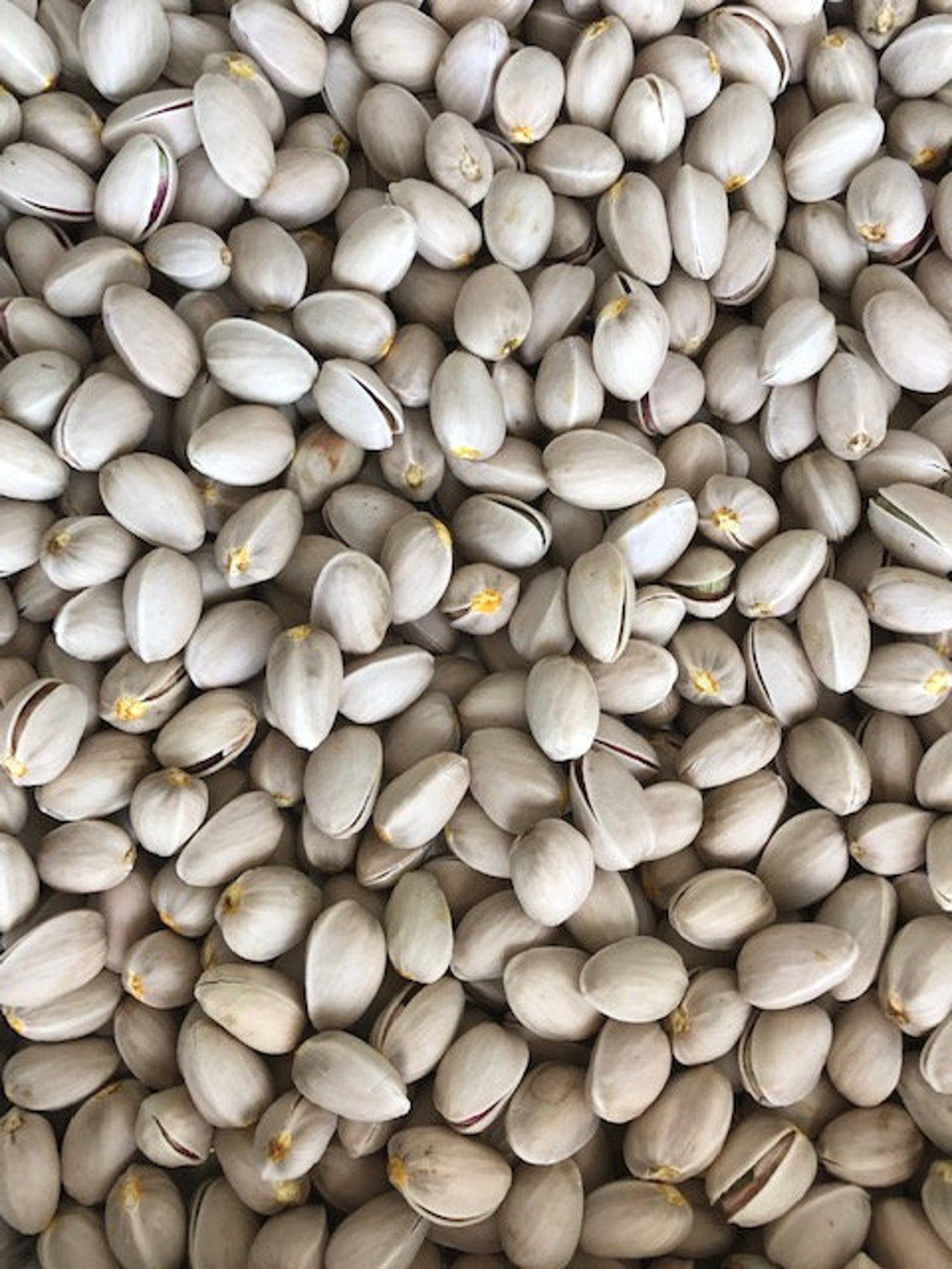 25 Pistachio Seeds From Kerman Pistachio Tree Grown in | Etsy