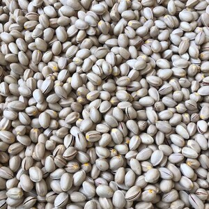 25 Pistachio Seeds From Golden Hill Pistachio Tree, Grown in California ...